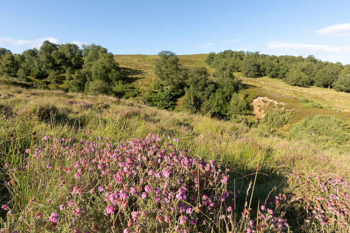 Lossie District Salmon Fishery Board - Findhorn, Nairn and Lossie ...